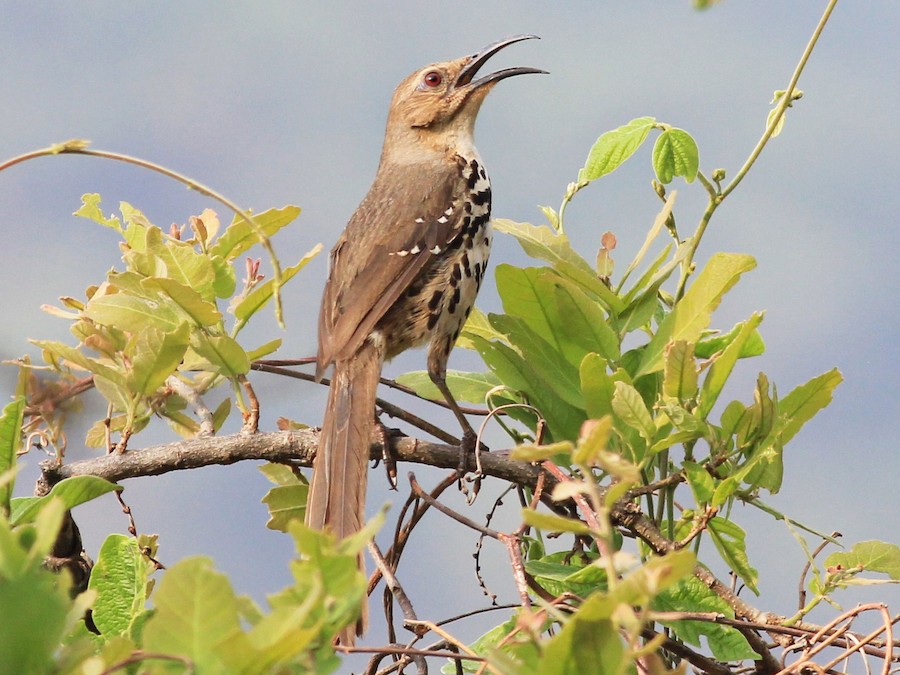 Ocellated Thrasher - eBird