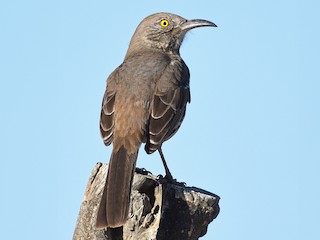 Gray Thrasher - eBird