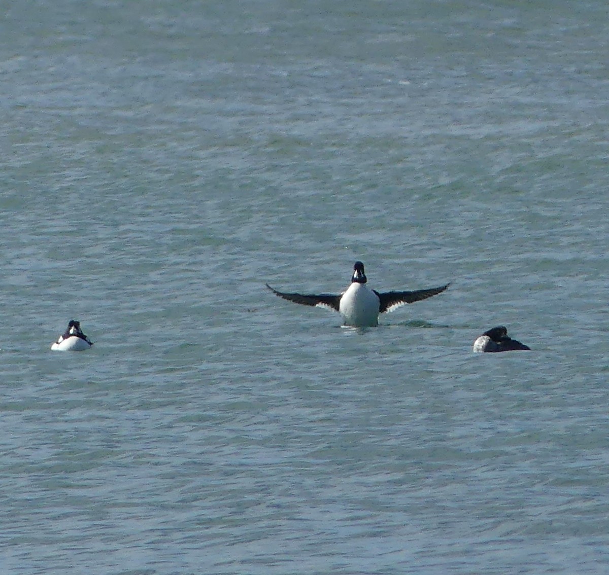 eBird Québec Checklist - 8 Mar 2024 - PN du Bic--Anse à Mouille-Cul ...
