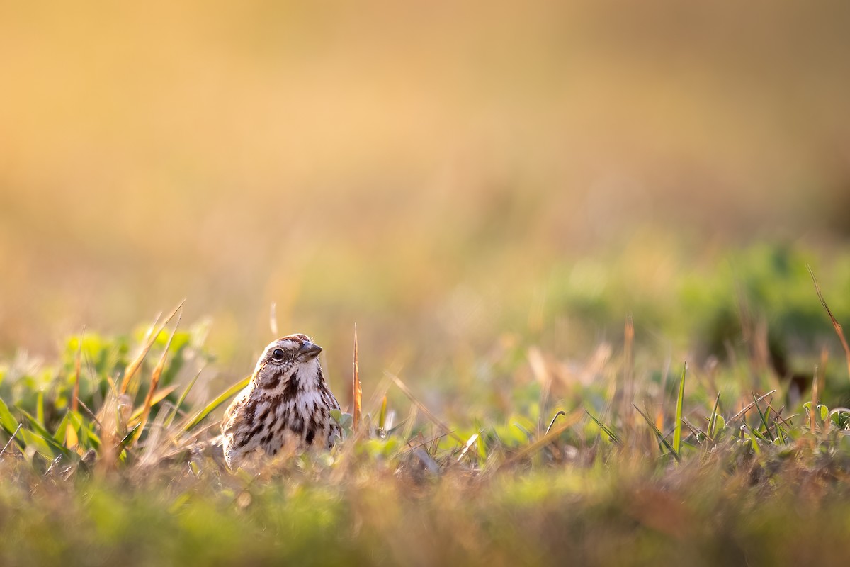 eBird Checklist - 13 Mar 2024 - ~Private Hotspot~ - 1 species