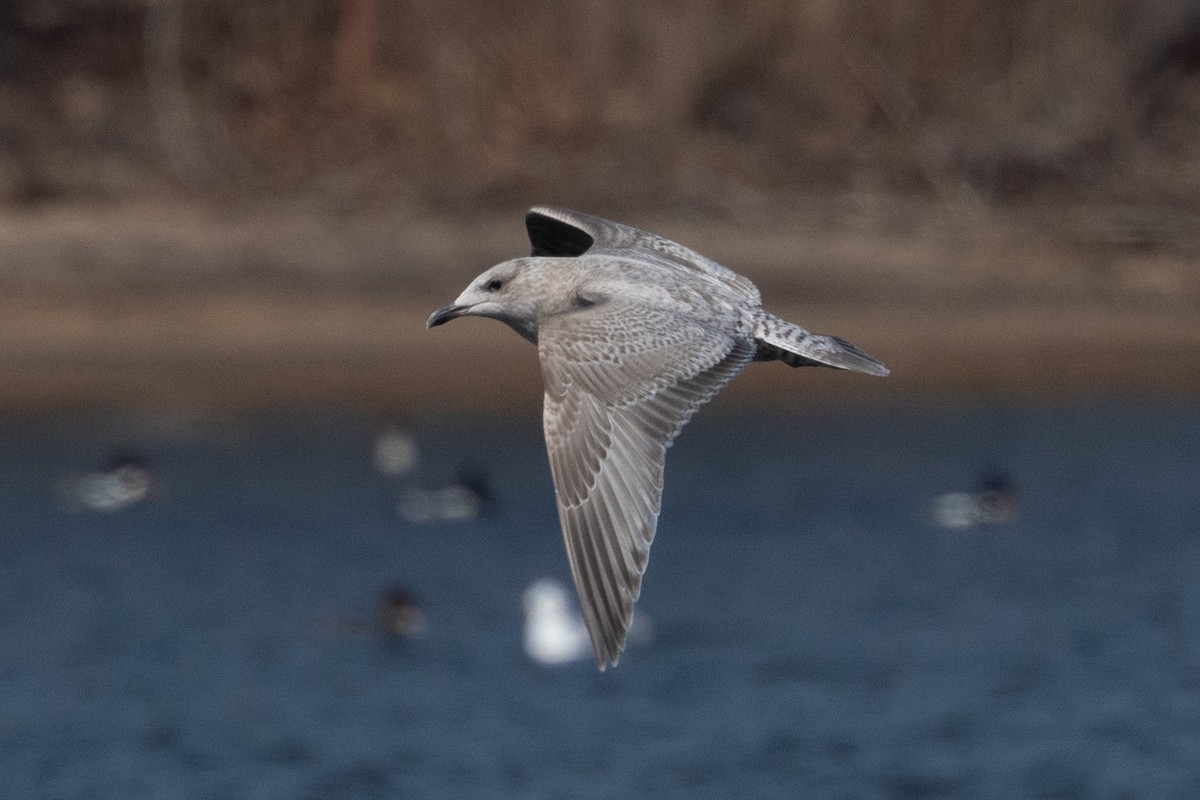 Pennsylvania Bird Atlas Checklist - 13 Mar 2024 - Presque Isle SP--West Pier/Marina - 3 species