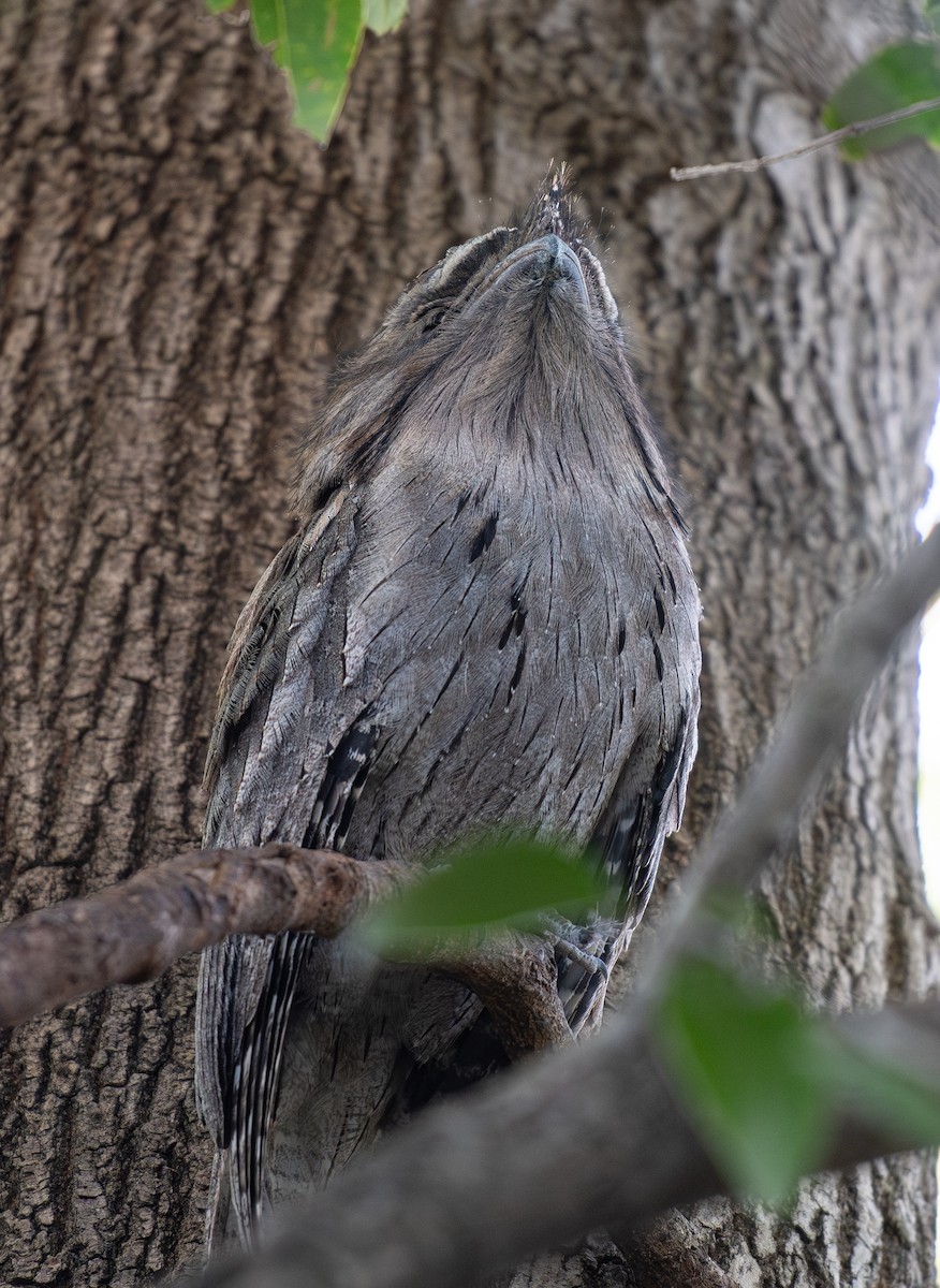 eBird Checklist - 10 Mar 2024 - Packer Park East and neighbouring ...