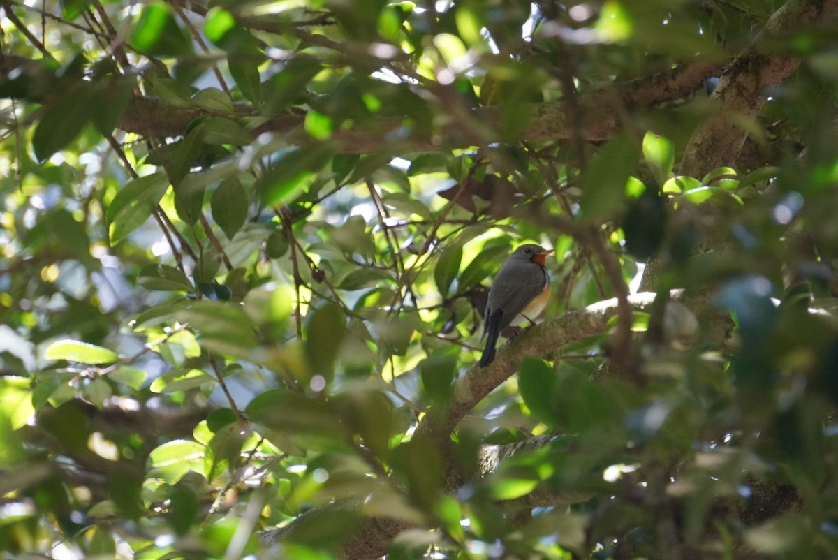 ML616030402 - Kashmir Flycatcher - Macaulay Library