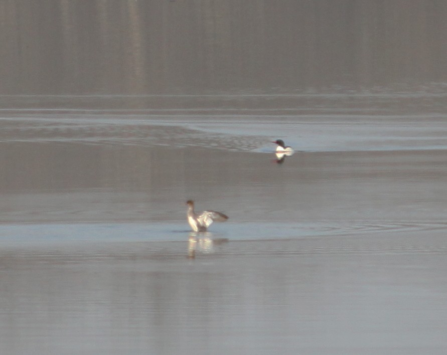 Pennsylvania Bird Atlas Checklist - 14 Mar 2024 - Springton Reservoir (restricted access) - 1 ...