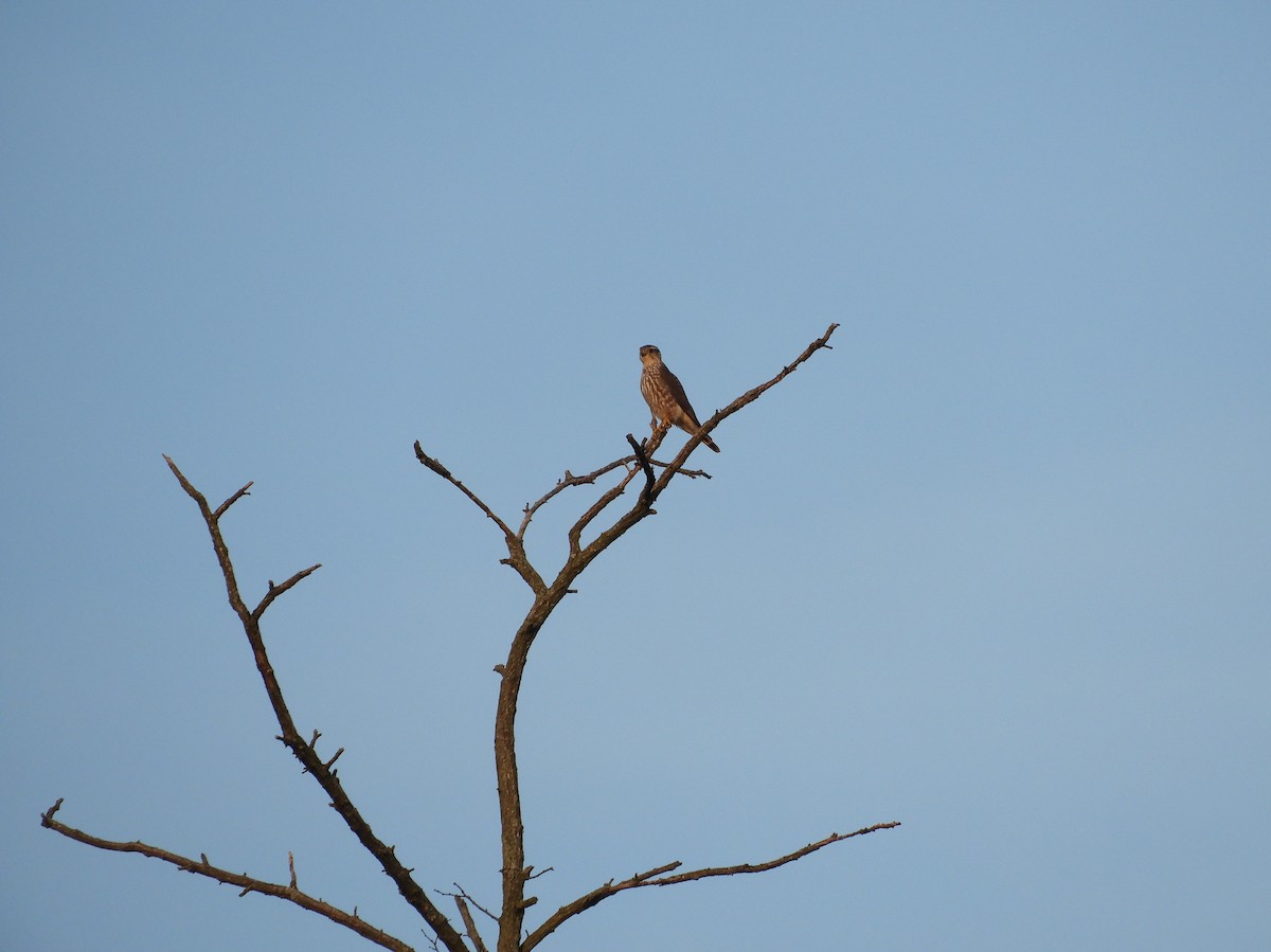 eBird Checklist - 14 Mar 2024 - Halifax Dr - 7 species