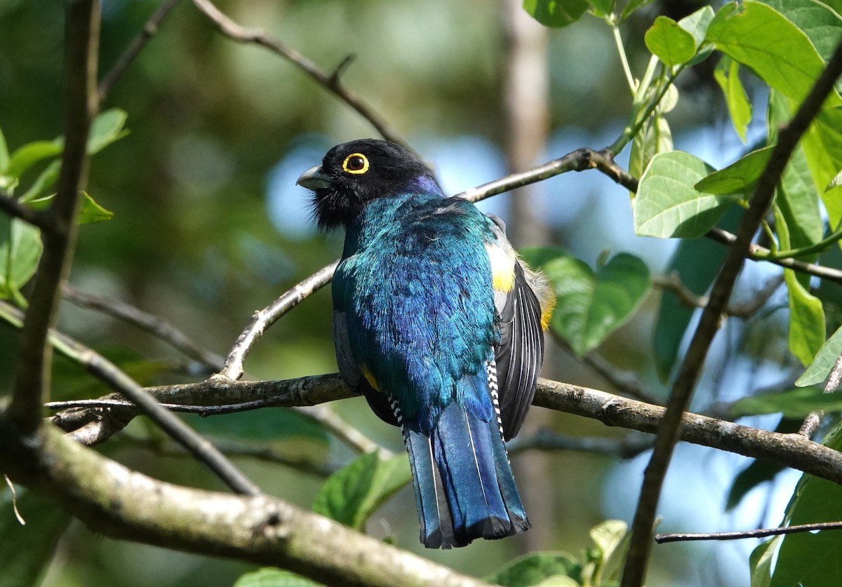 eBird Checklist - 5 Mar 2024 - Arenal Observatory Lodge - 44 species ...