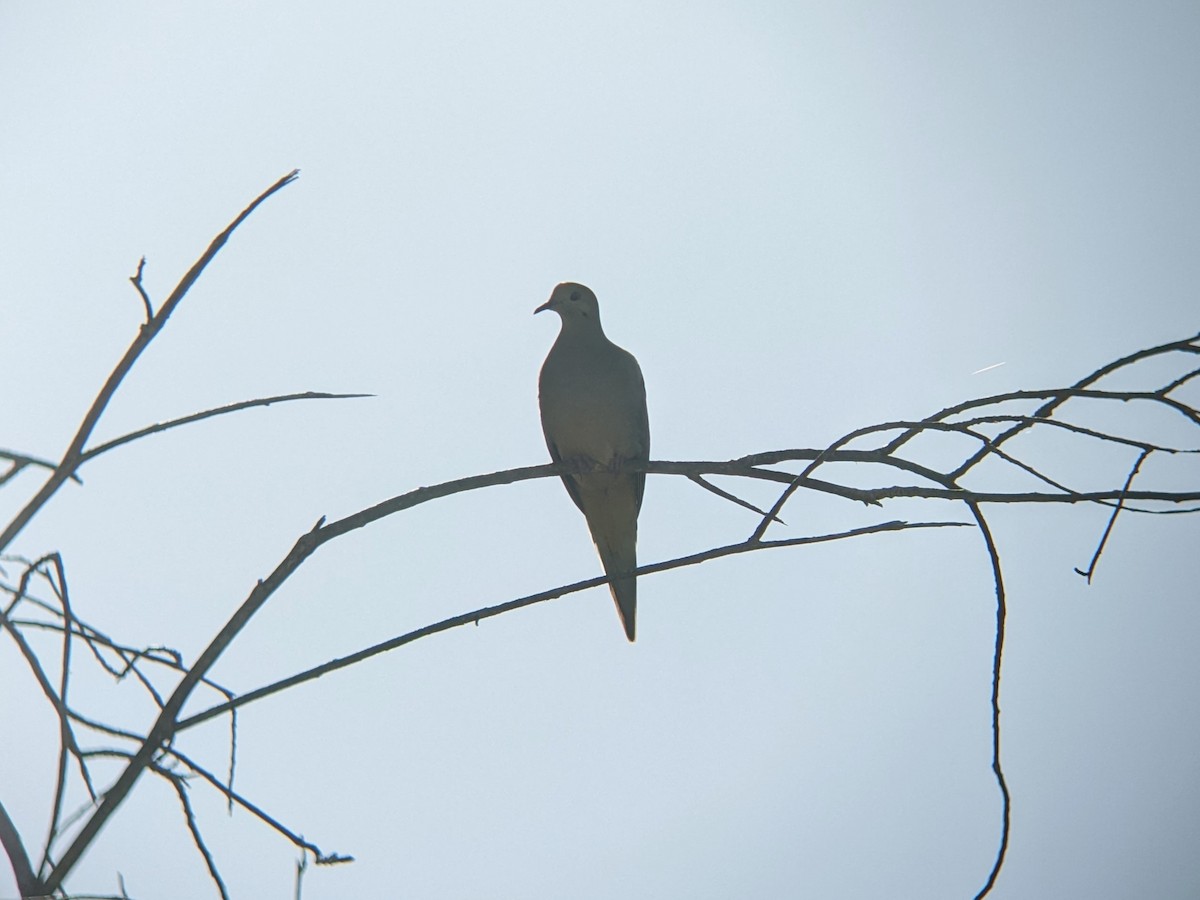 eBird Checklist - 14 Mar 2024 - Farren Road - 24 species