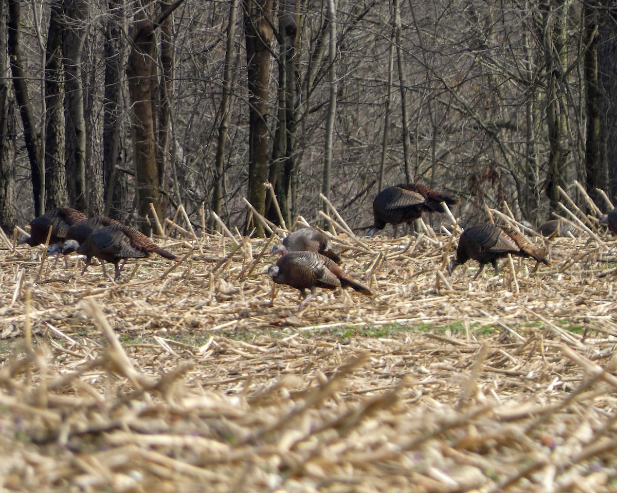 eBird Checklist - 14 Mar 2024 - PPG Lime Lakes - 28 species