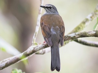 Clarín Jilguero - eBird