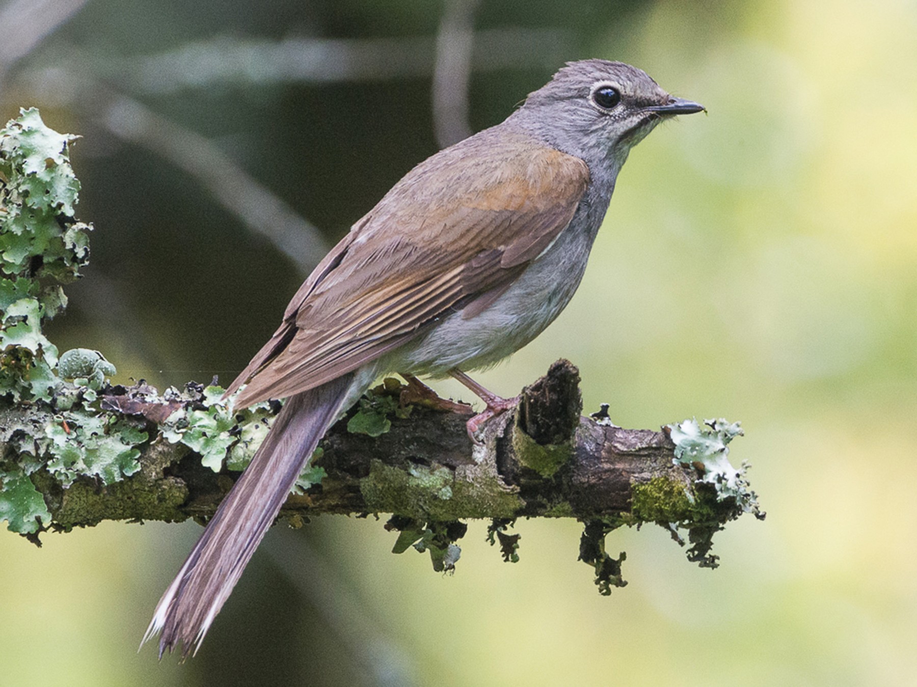 Clarín Jilguero - eBird