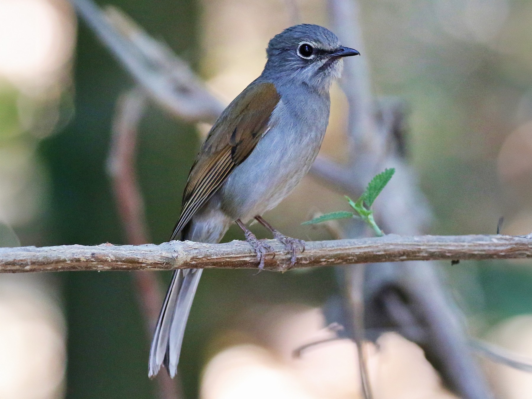 Clarín Jilguero - eBird