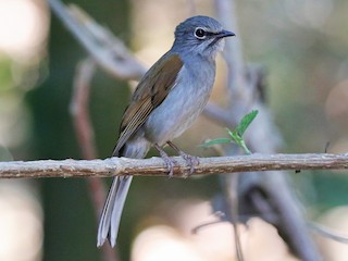 Clarín Jilguero - eBird