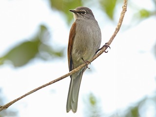 Clarín Jilguero - eBird