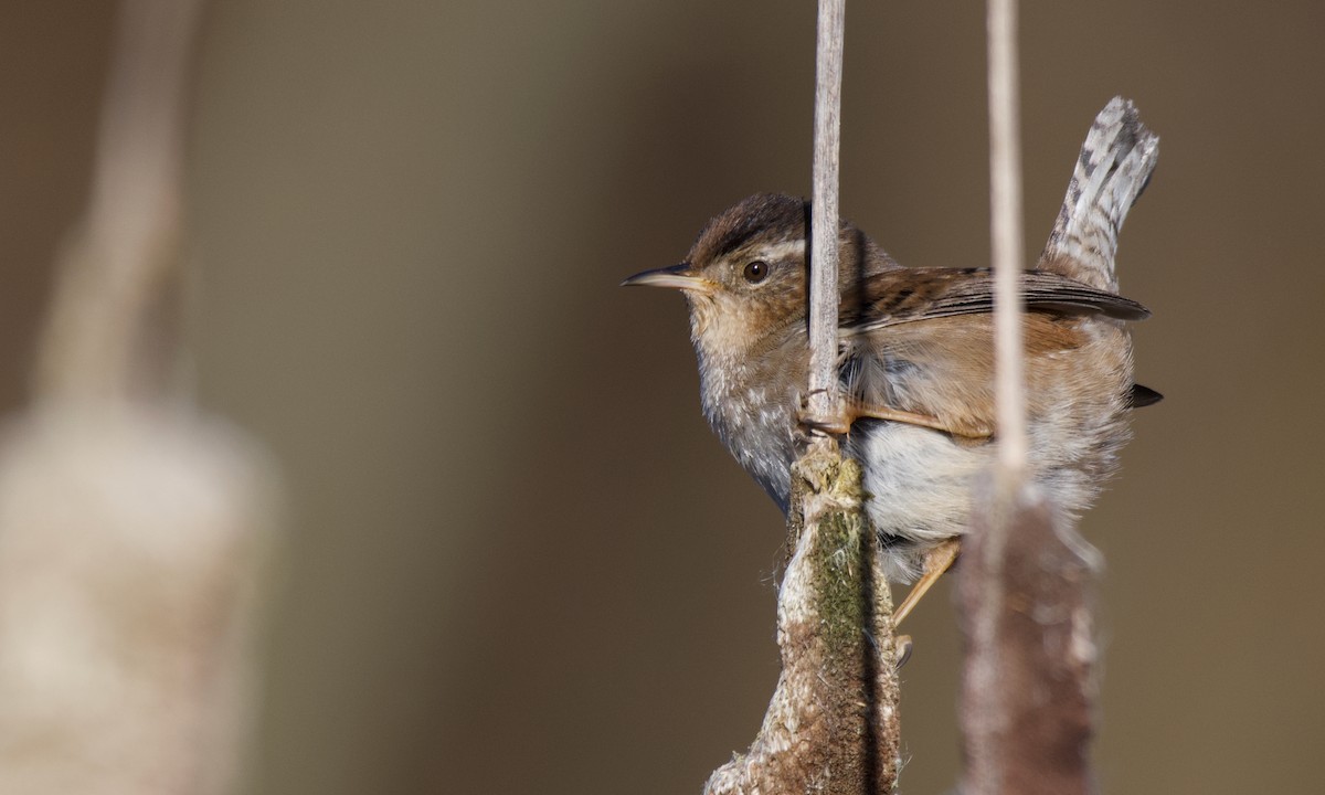 ML616037198 - Marsh Wren - Macaulay Library