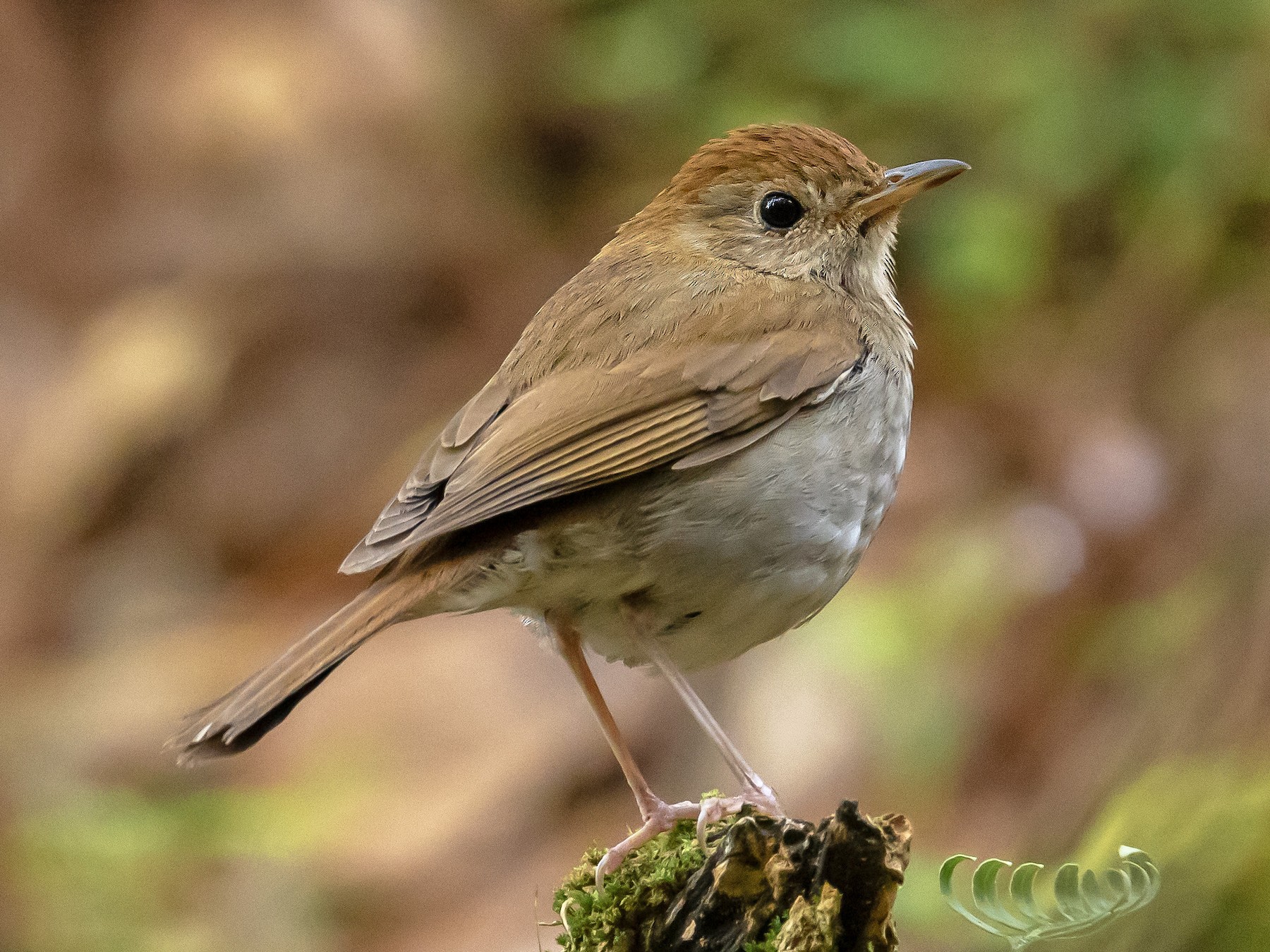 Russet Nightingale-Thrush - eBird