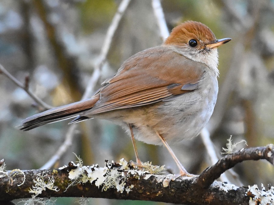 Russet Nightingale-Thrush - eBird