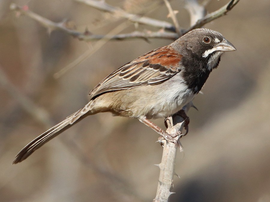 Black-chested Sparrow - eBird