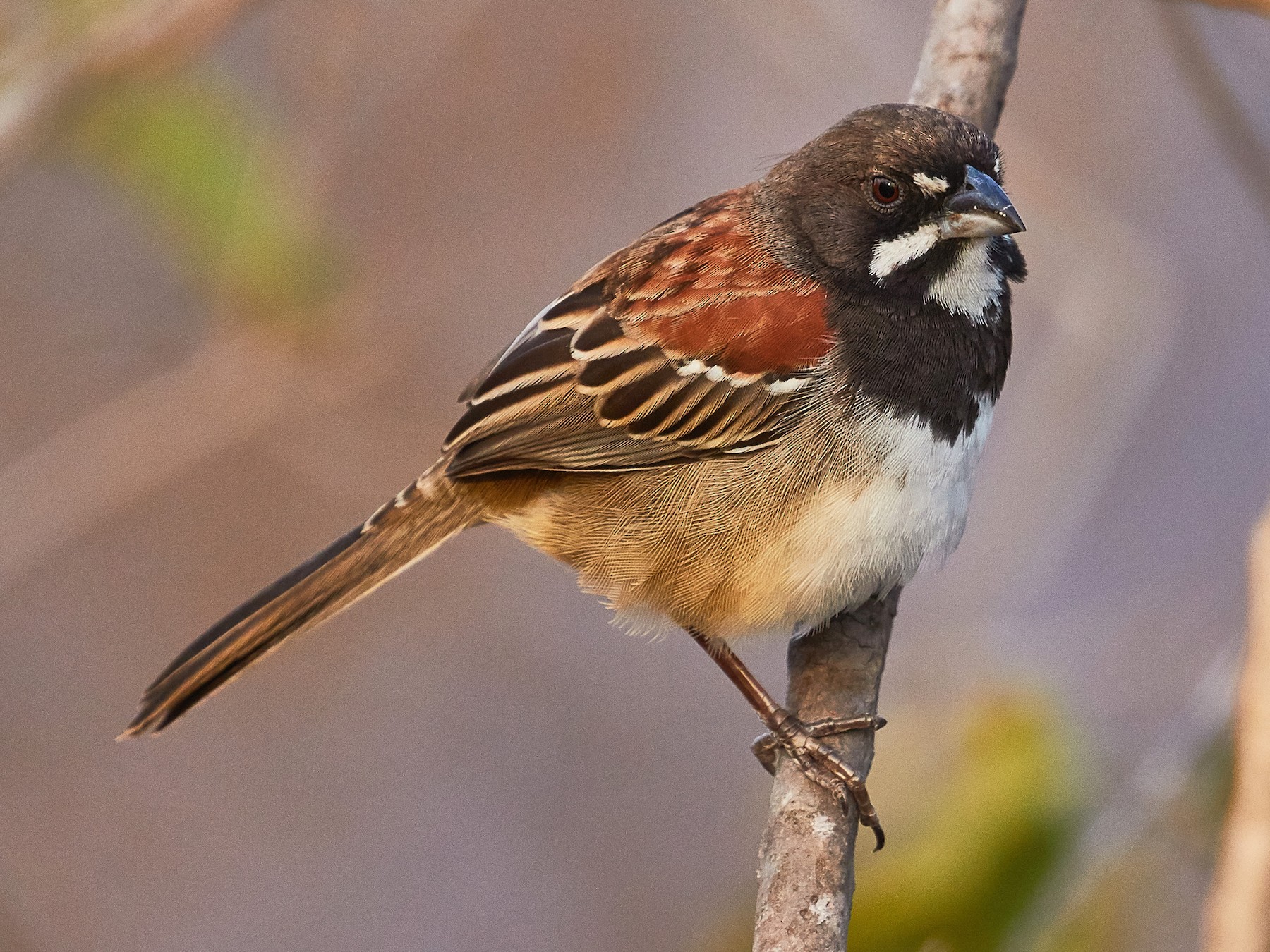 Black-chested Sparrow - eBird