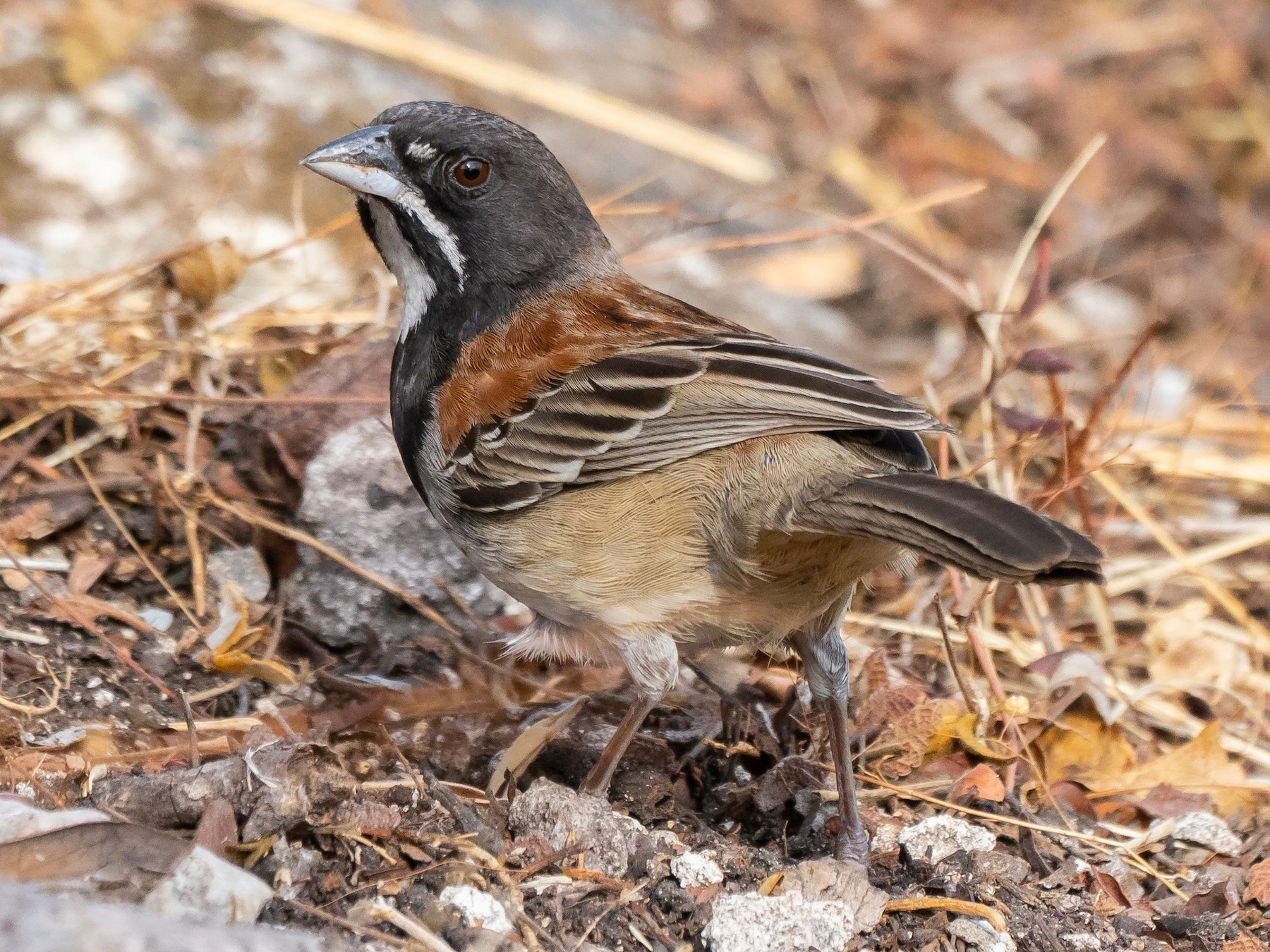 Black-chested Sparrow - eBird