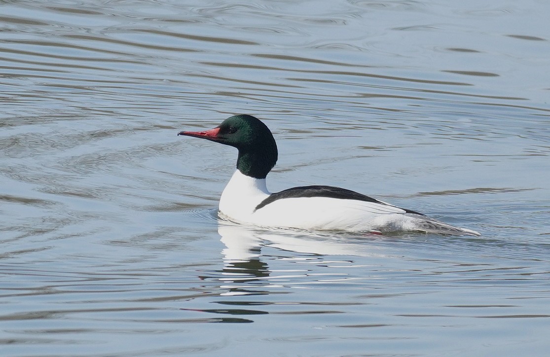 Pennsylvania Bird Atlas Checklist - 14 Mar 2024 - Peace Valley Park--Nature Center - 33 species