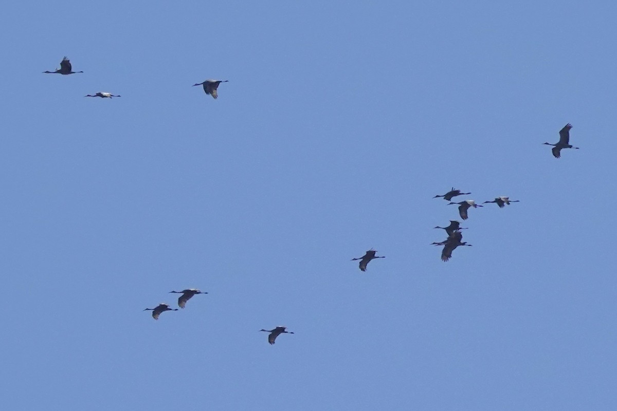 Mass Audubon eBird Checklist - 14 Mar 2024 - Adams Farm - Athol - 24 ...