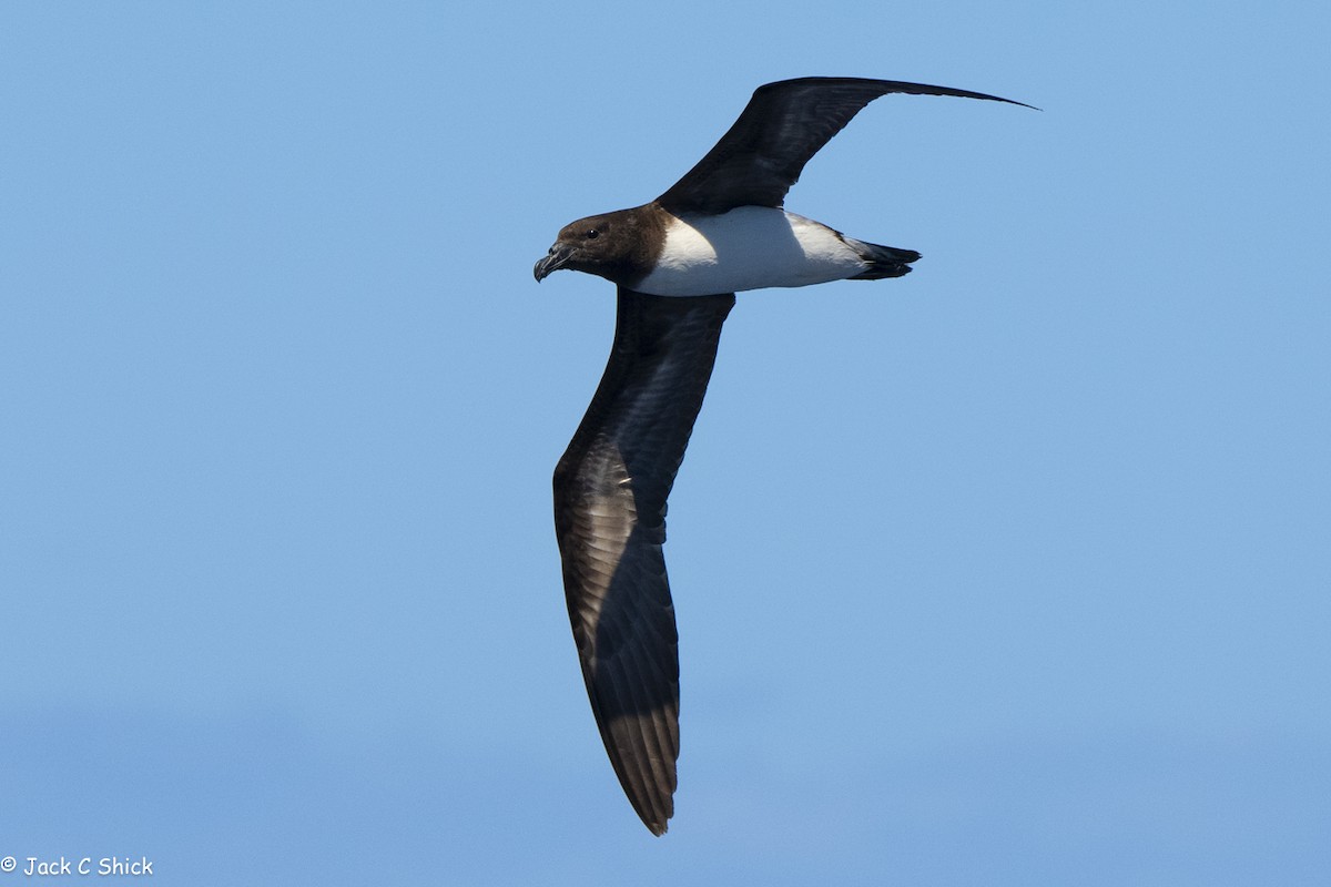 eBird Checklist - 14 Mar 2024 - 4 miles N of Balls Pyramid - 1 species