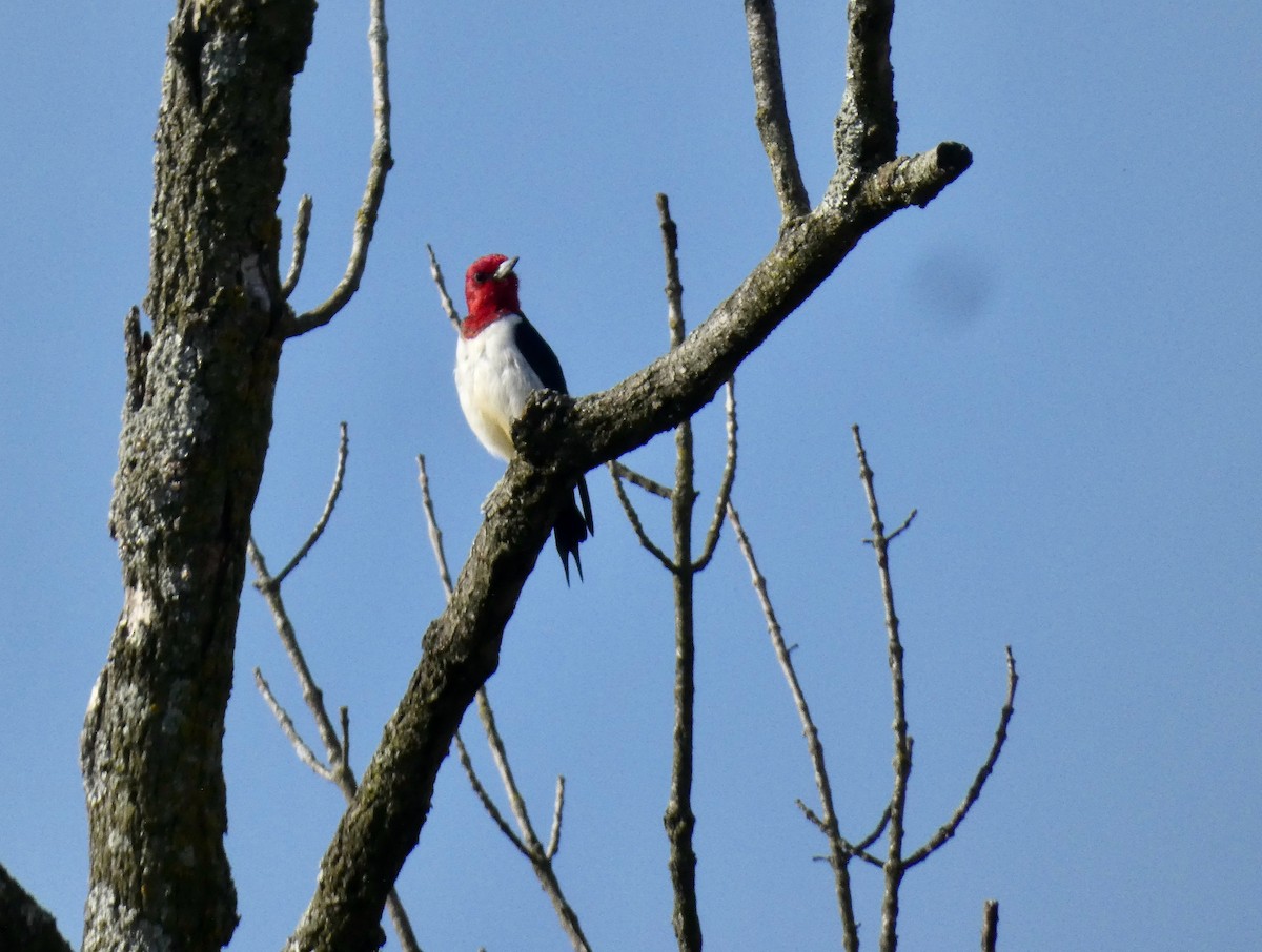 Pennsylvania Bird Atlas Checklist - 14 Mar 2024 - Faust South Rd. - 15 species