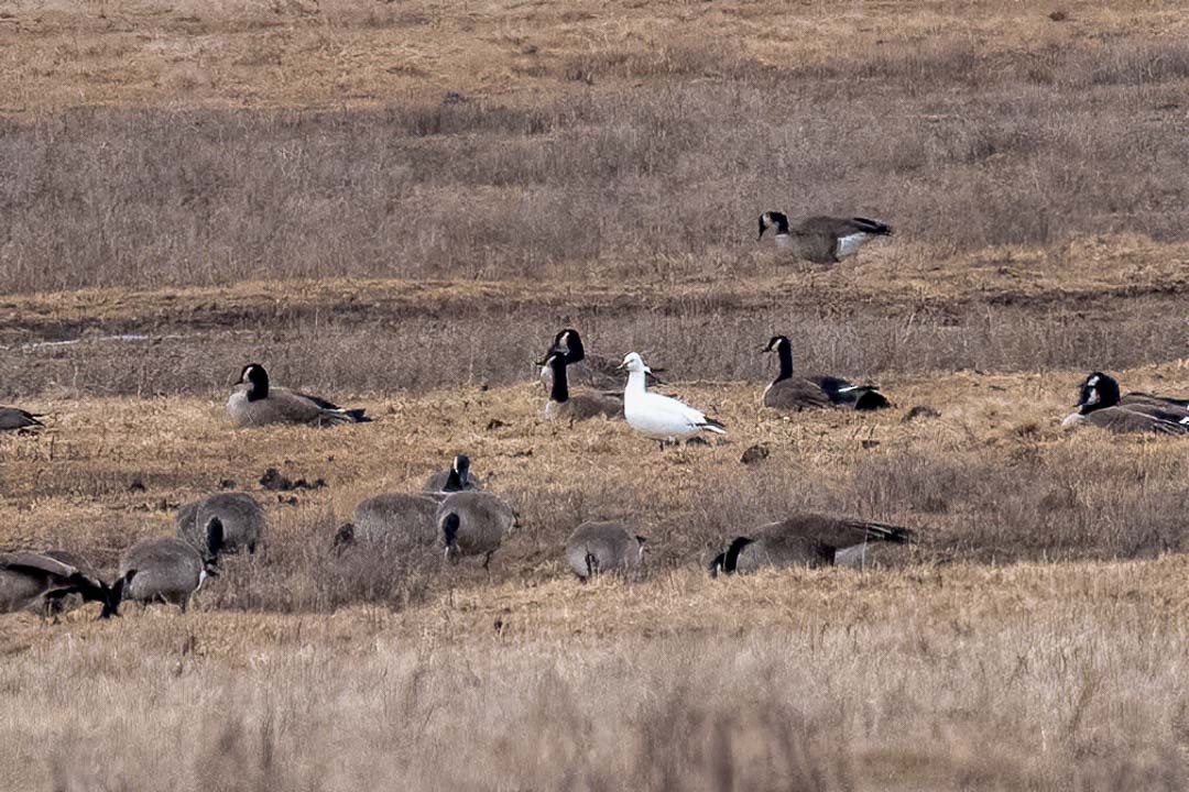 eBird Checklist - 14 Mar 2024 - 1-275 Lake George Road East, Echo Bay ...