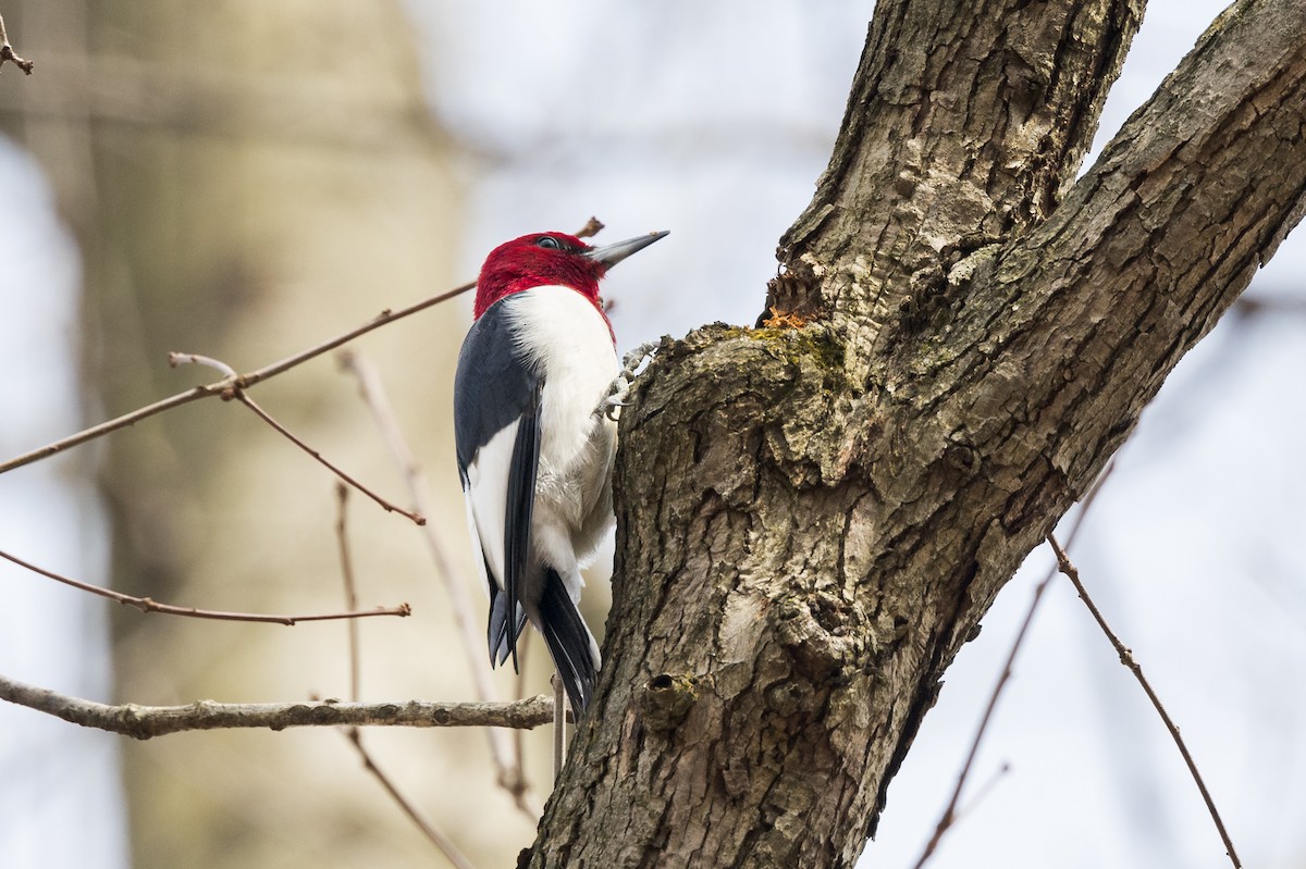 Pennsylvania Bird Atlas Checklist - 14 Mar 2024 - Jamestown Campground - 4 species