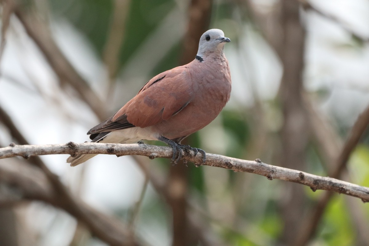 ML616055207 - Red Collared-Dove - Macaulay Library