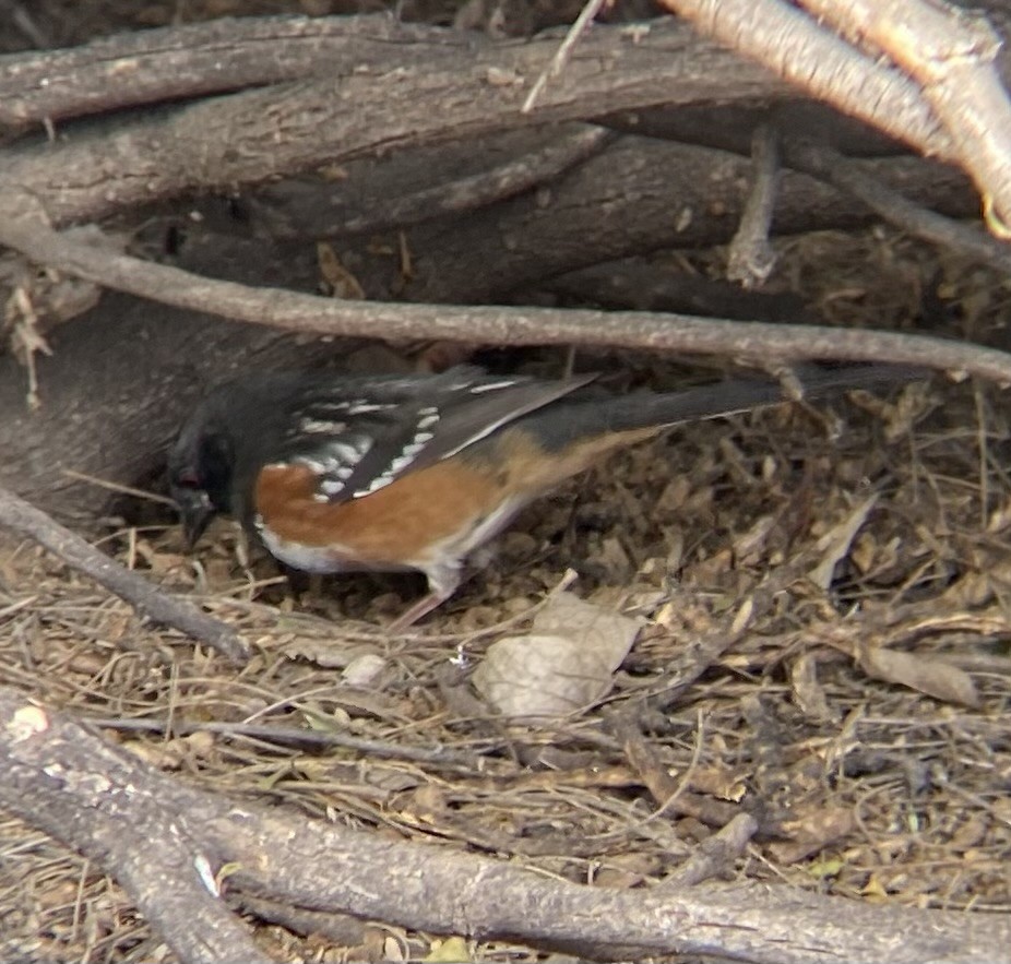eBird Checklist - 14 Mar 2024 - Riparian Preserve at Gilbert Water ...