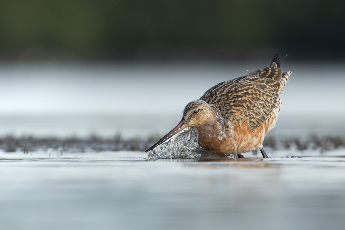 eBird Checklist - 13 Mar 2024 - Hen and Chicken Bay - 16 species