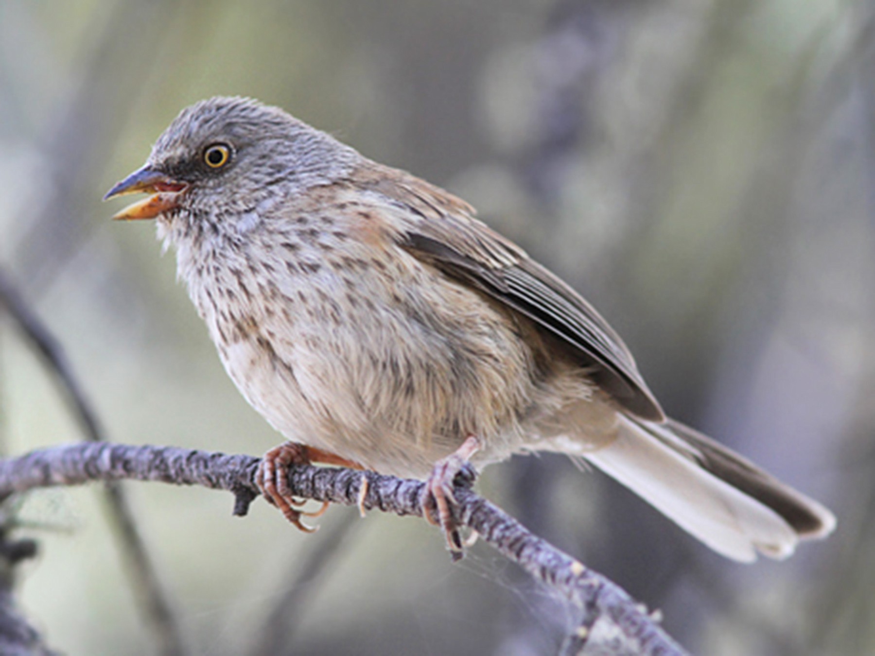 Baird's Junco - eBird