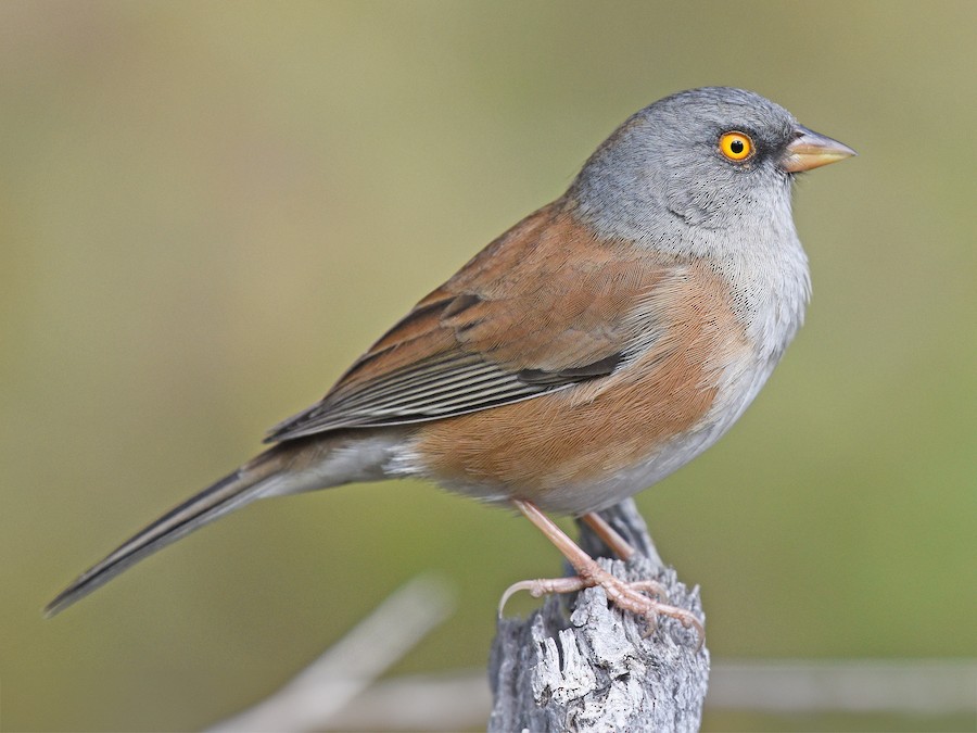 Baird's Junco - eBird