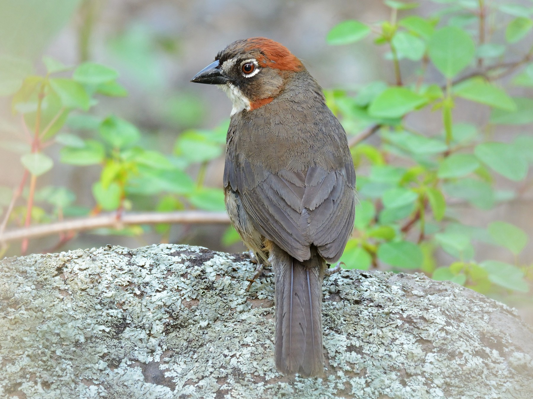 Rusty-crowned Ground Sparrow - eBird