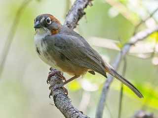 Rusty-crowned Ground-Sparrow - eBird