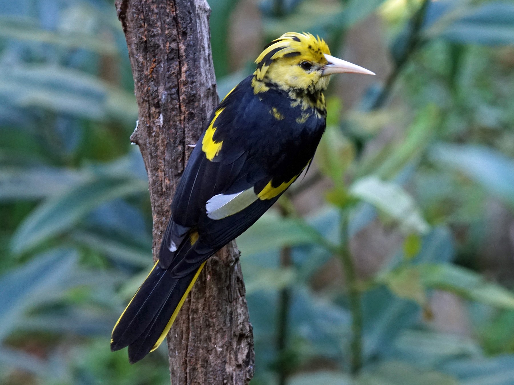 Yellow-winged Cacique - eBird