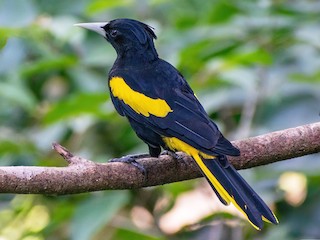 Cacique Mexicano - eBird