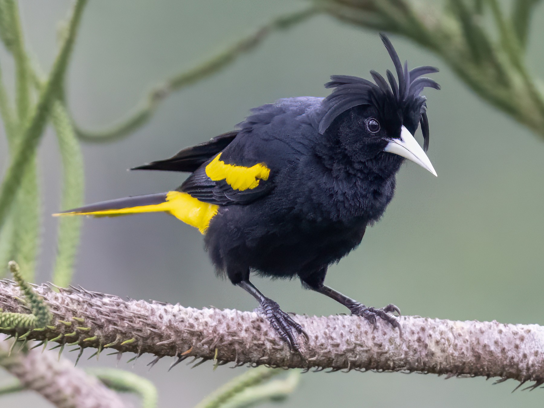 Yellow-winged Cacique - eBird