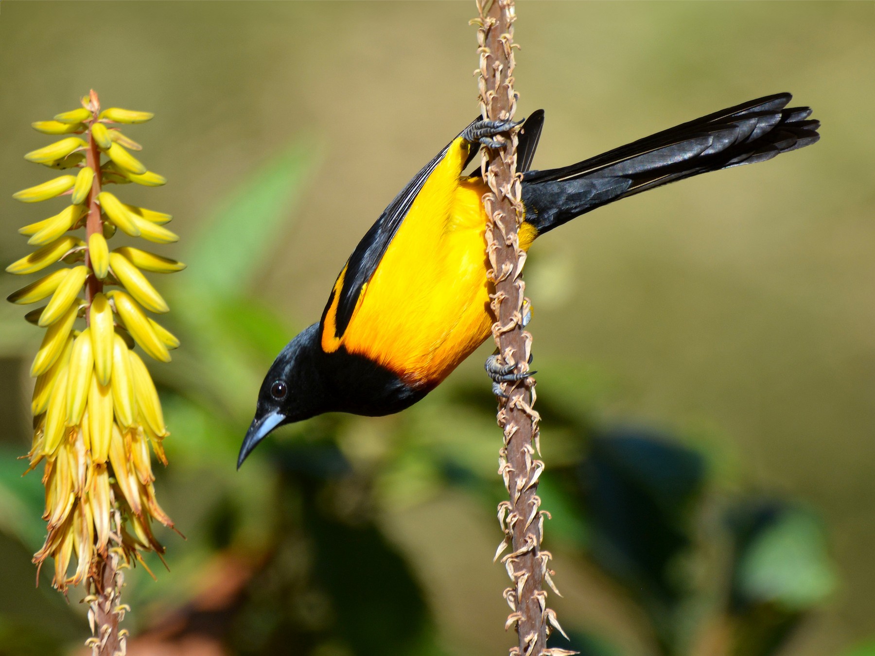 Turpial Culinegro - eBird
