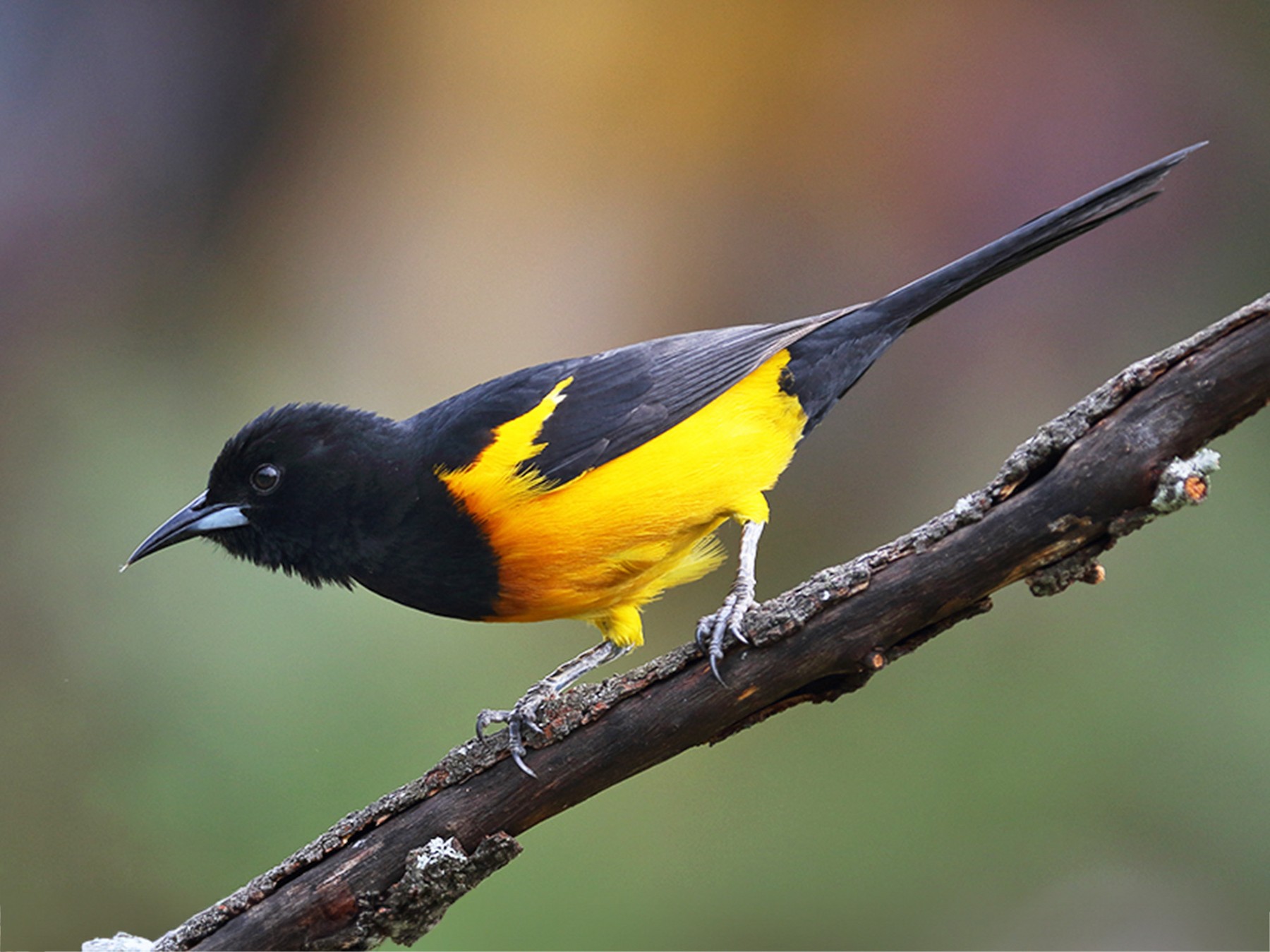 Turpial Culinegro - eBird