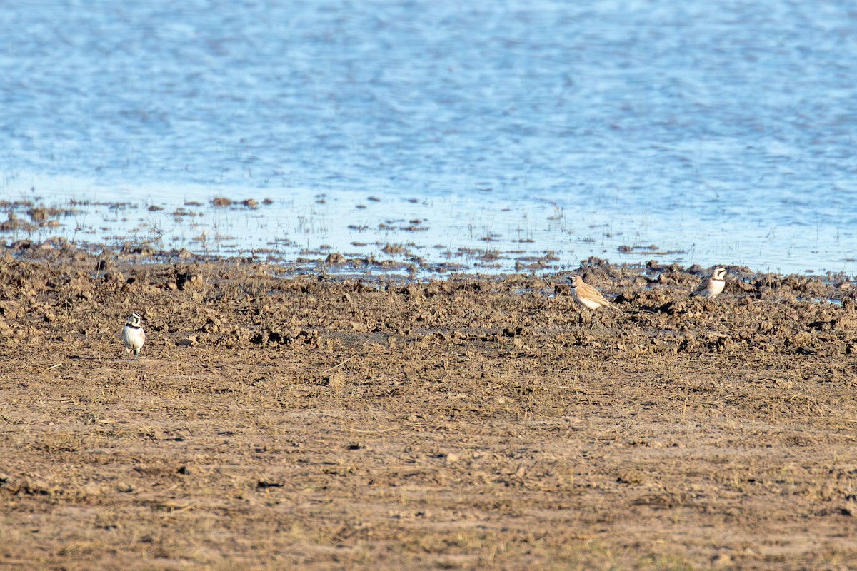 eBird Checklist - 12 Mar 2024 - Private property near Palo Duro Canyon ...