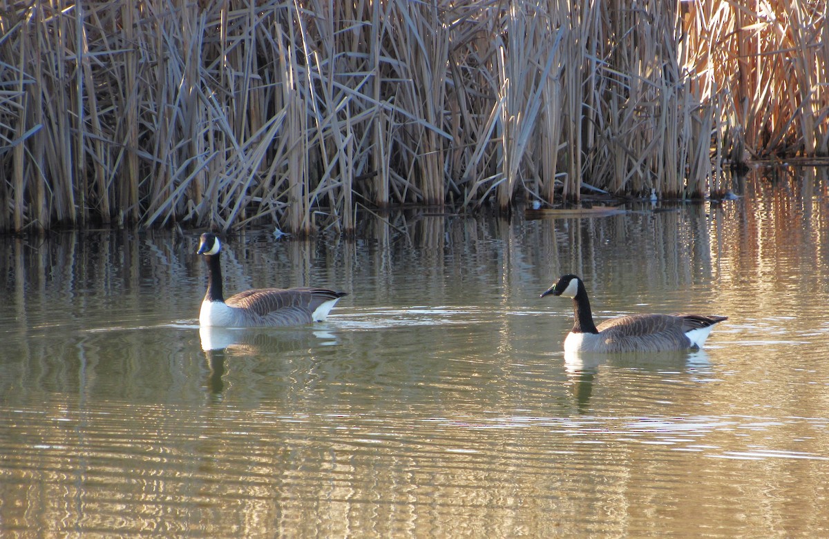 Pennsylvania Bird Atlas Checklist - 14 Mar 2024 - Cumer Road - 16 species