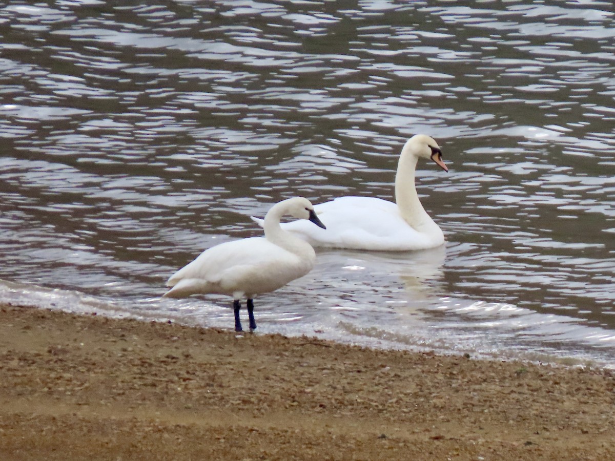 Pennsylvania Bird Atlas Checklist - 15 Mar 2024 - Bald Eagle SP--Foster ...
