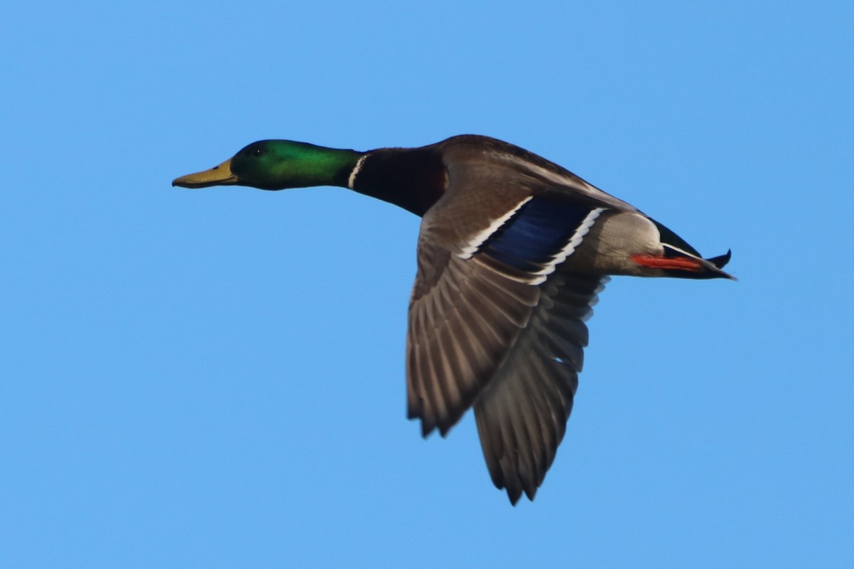 eBird Checklist - 14 Mar 2024 - **Back Bay NWR - 45 species (+1 other taxa)