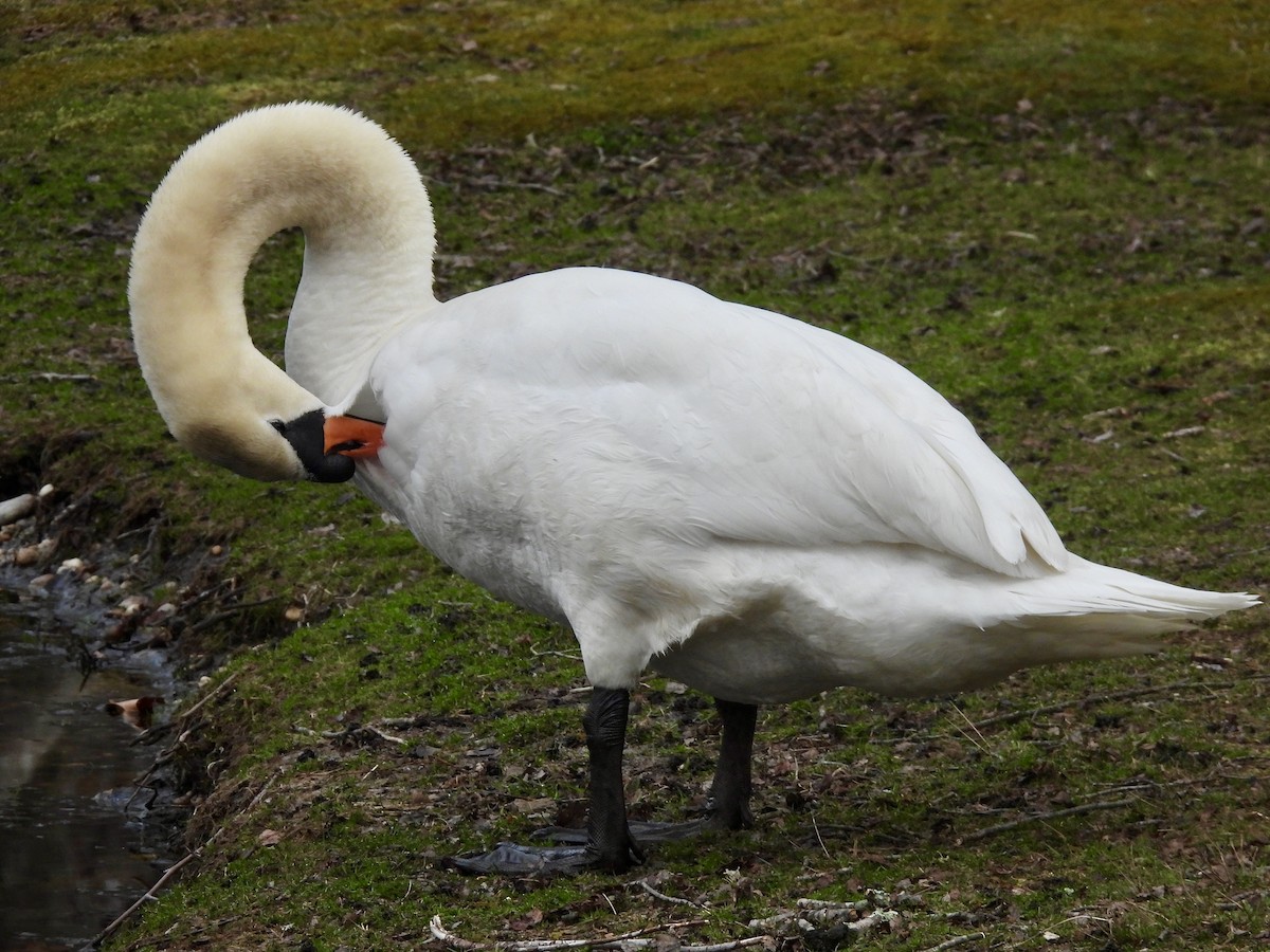 eBird Checklist - 15 Mar 2024 - Caleb Smith SP - 36 species