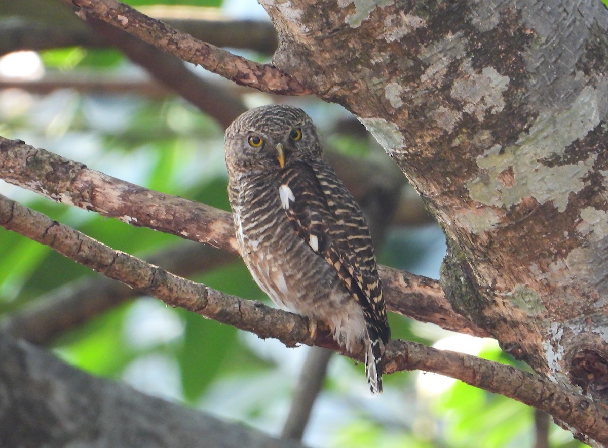 eBird India Checklist - 27 Feb 2024 - Mahananda WLS-- Rongtong and ...