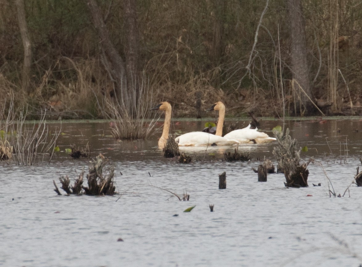 eBird Checklist - 15 Mar 2024 - Home Depot Pond (Harford Co.) - 7 species