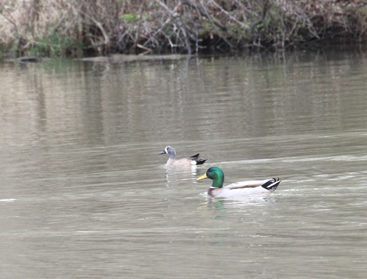 Pennsylvania Bird Atlas Checklist - 15 Mar 2024 - Peters Lake Park - 22 species