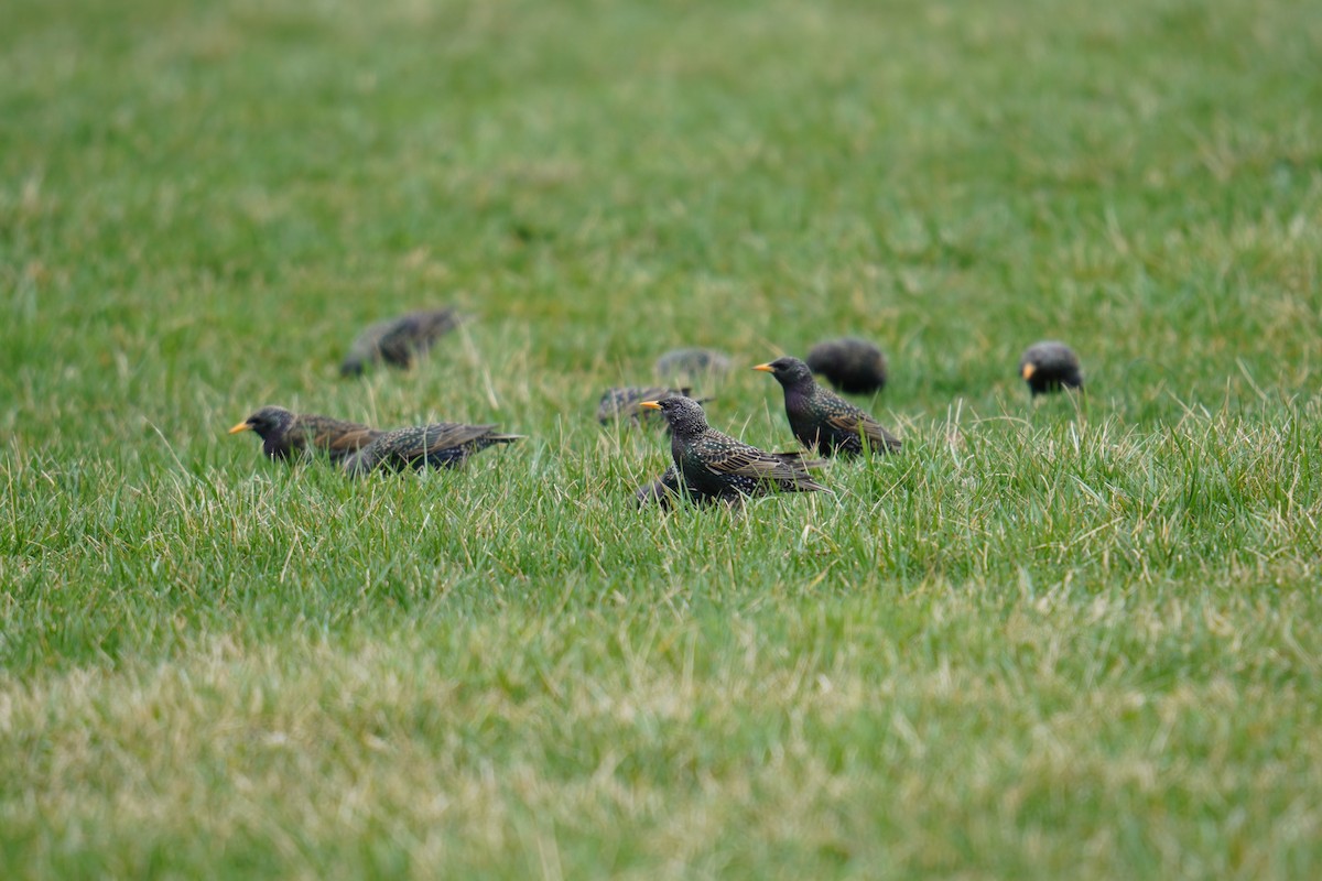 Pennsylvania Bird Atlas Checklist - 15 Mar 2024 - Concord Township Park ...